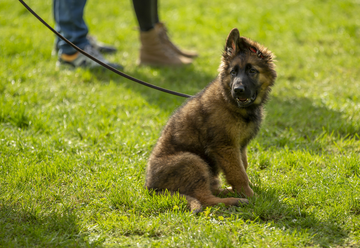 Te psy to prawdziwe piękności! Zobacz zdjęcia z Międzynarodowej Wystaw ...