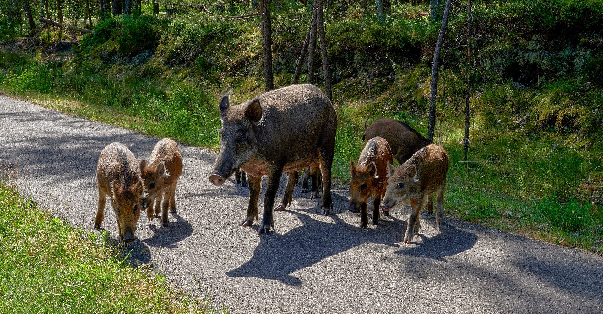We Wrocławiu grasuje stado dzików. Sprawdź, co zrobić gdy je spotkasz ...