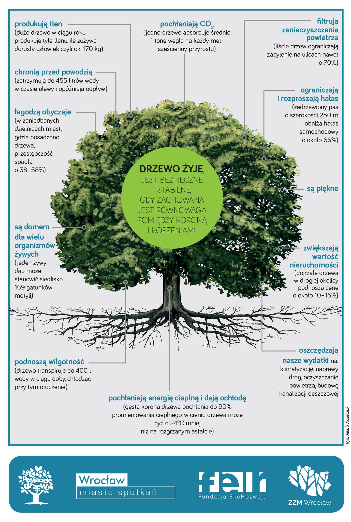 Dziś Światowy Dzień Drzewa 2022. Oto najstarsze wrocławskie pomniki pr ...