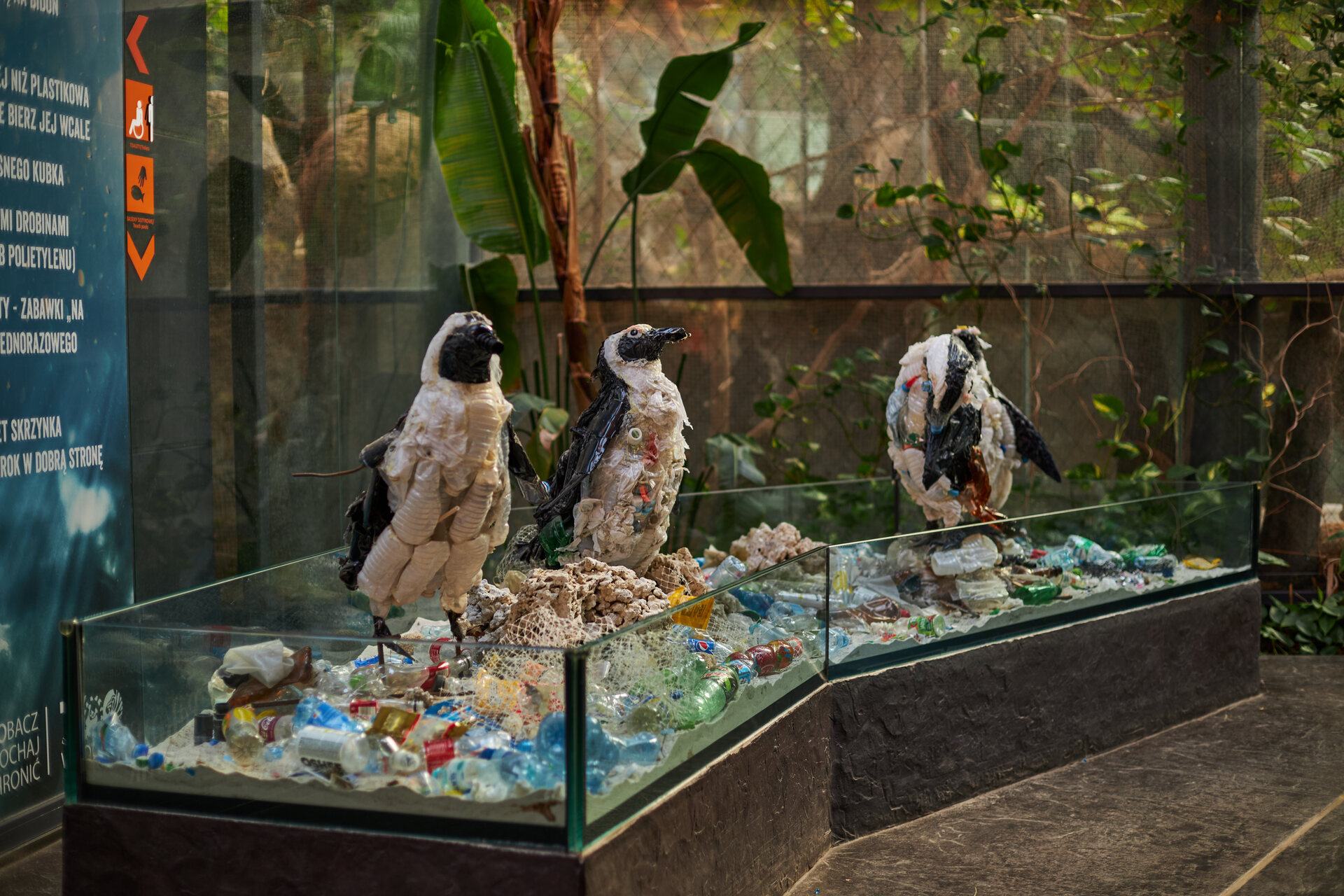 Największa atrakcja Wrocławia Afrykarium w Zoo Wrocław ma już 8 lat ...