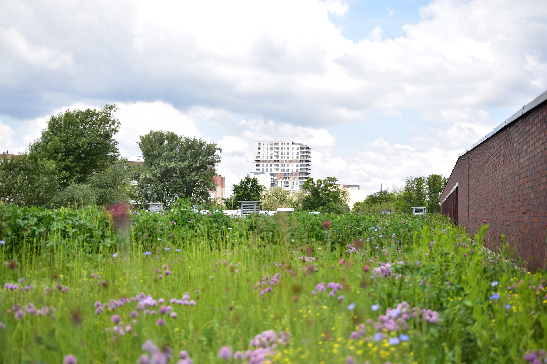 W trosce o klimat. Polityka Gospodarowania Wodami Opadowymi we Wrocławiu