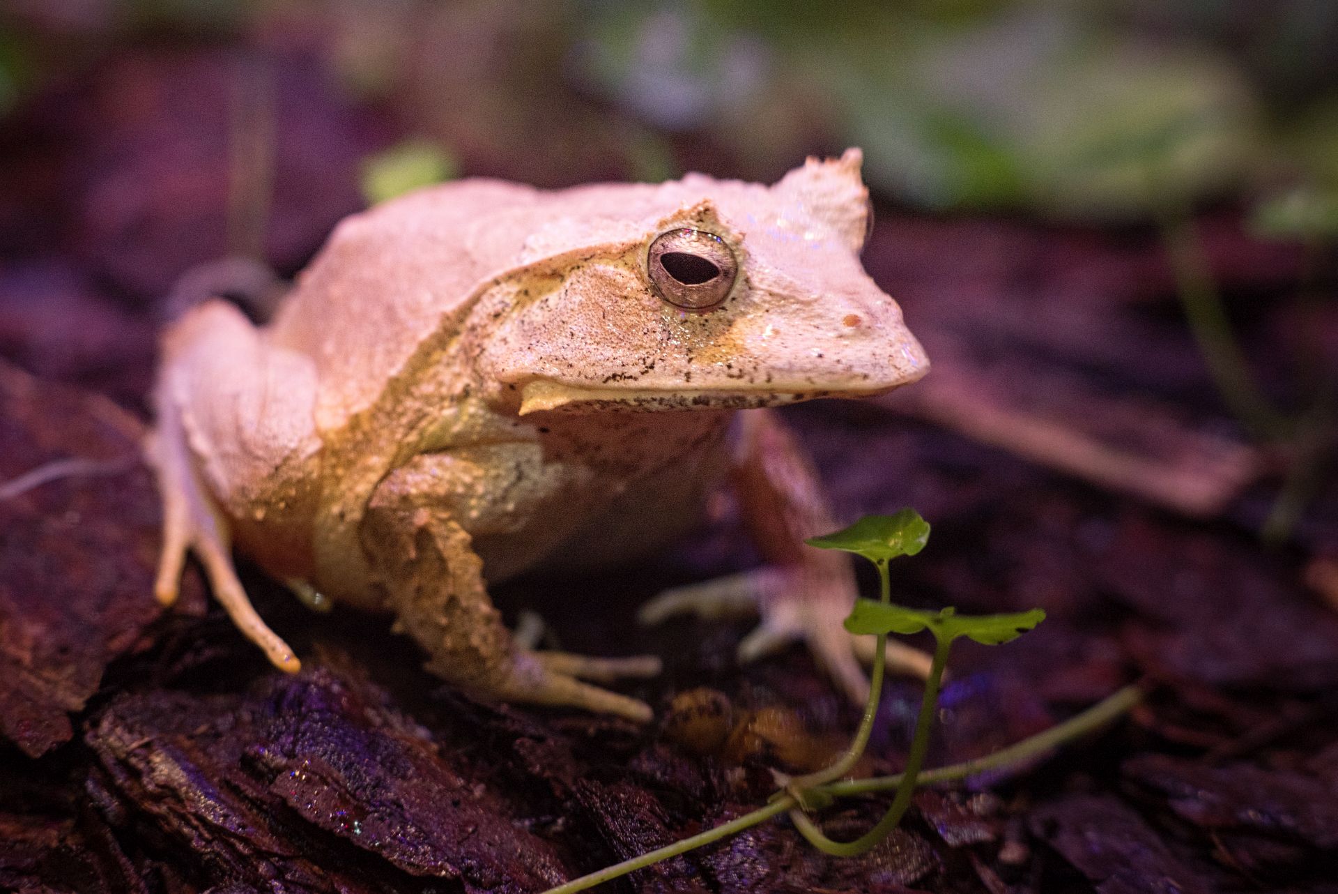 Te, co skaczą i kumkają. Żaby z wrocławs... Galeria zdjęć 7/9