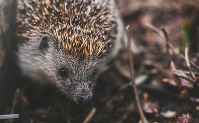 Przygarnij jeża. Grubcio, Czapka i Helga szukają nowego domu