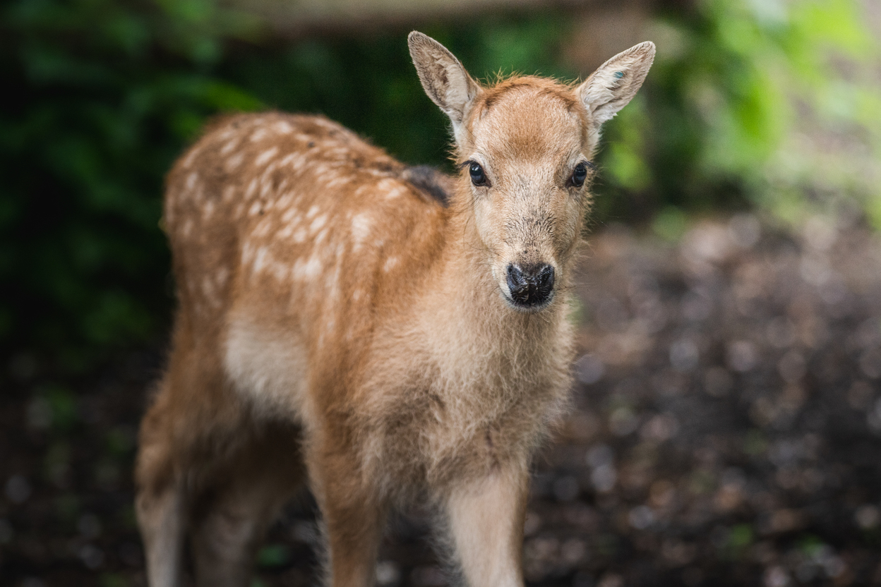 Poznajcie milu chińskie. Nie byłoby ich, gdyby nie ogrody zoologiczne ...