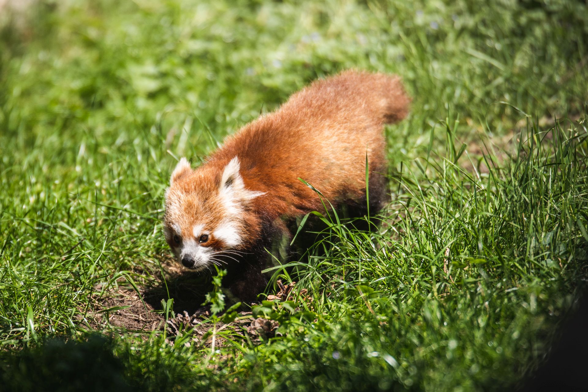 Poznajcie rudą Livi, nową mieszkankę wrocławskiego ZOO. Panda czerwona ...