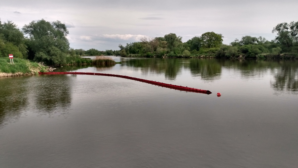 Złote algi ponownie w Odrze. Wyciągnięto ponad tonę martwych ryb