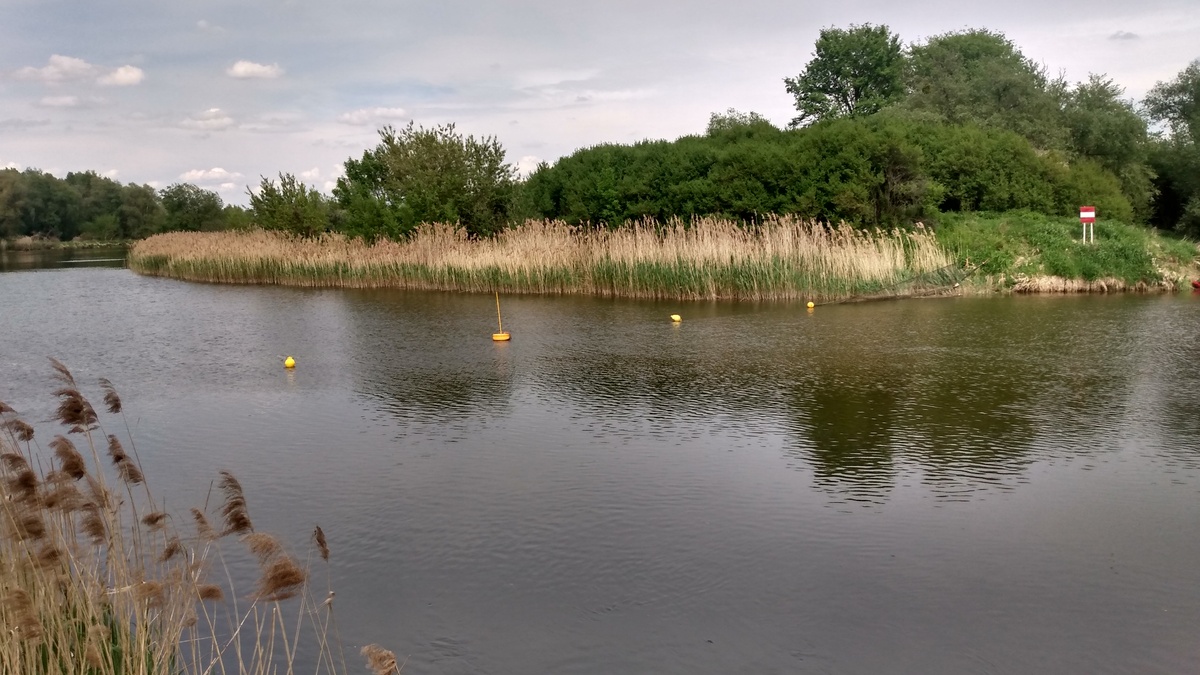 Złote algi ponownie w Odrze. Wyciągnięto ponad tonę martwych ryb