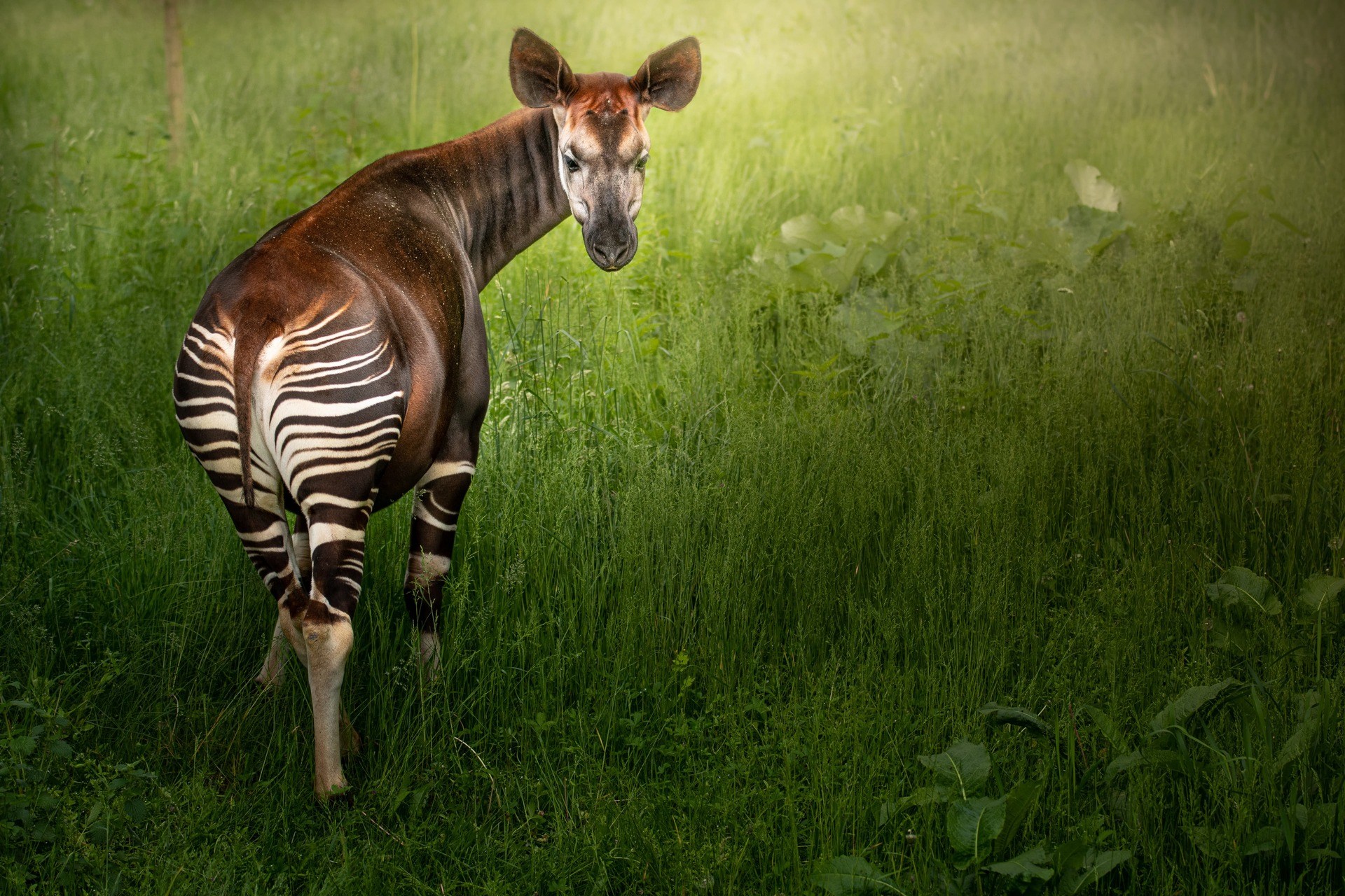 Dziś Światowy Dzień Okapi. Zoo Wrocław świętuje i ogłasza konkurs