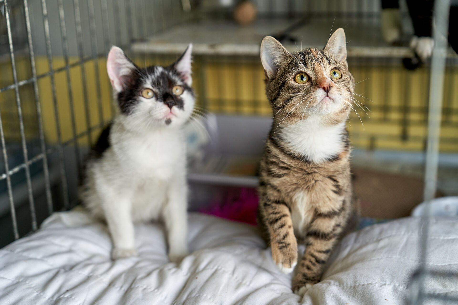 Koty do adopcji z wrocławskiego schroniska dla zwierząt [ZDJĘCIA]