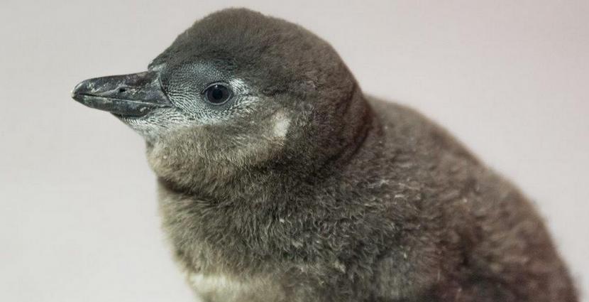 W Zoo Wrocław urodził się pingwin przylądkowy