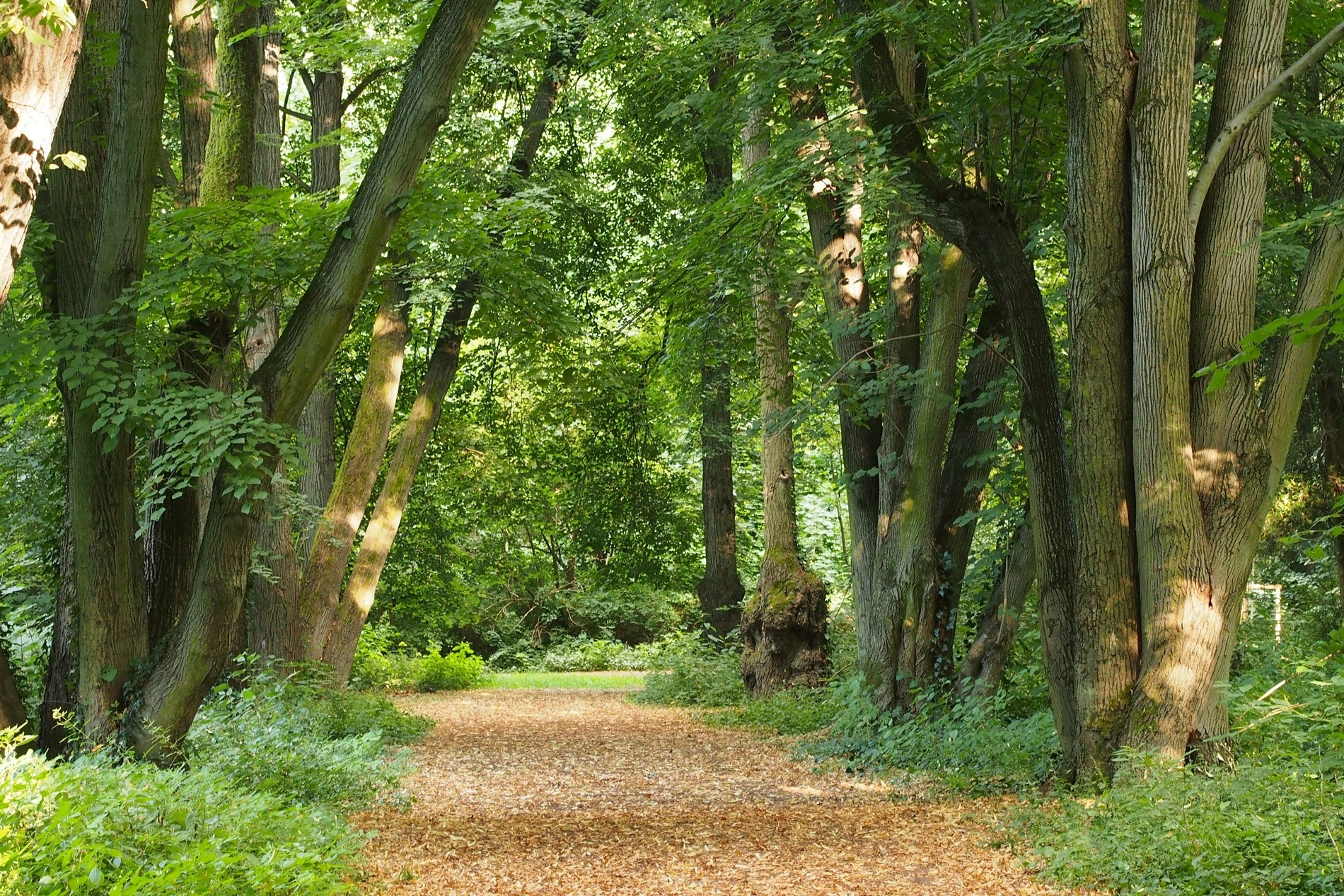 Zero waste w parku Grabiszyńskim? Zielony Wrocław chce zmieniać nasze ...