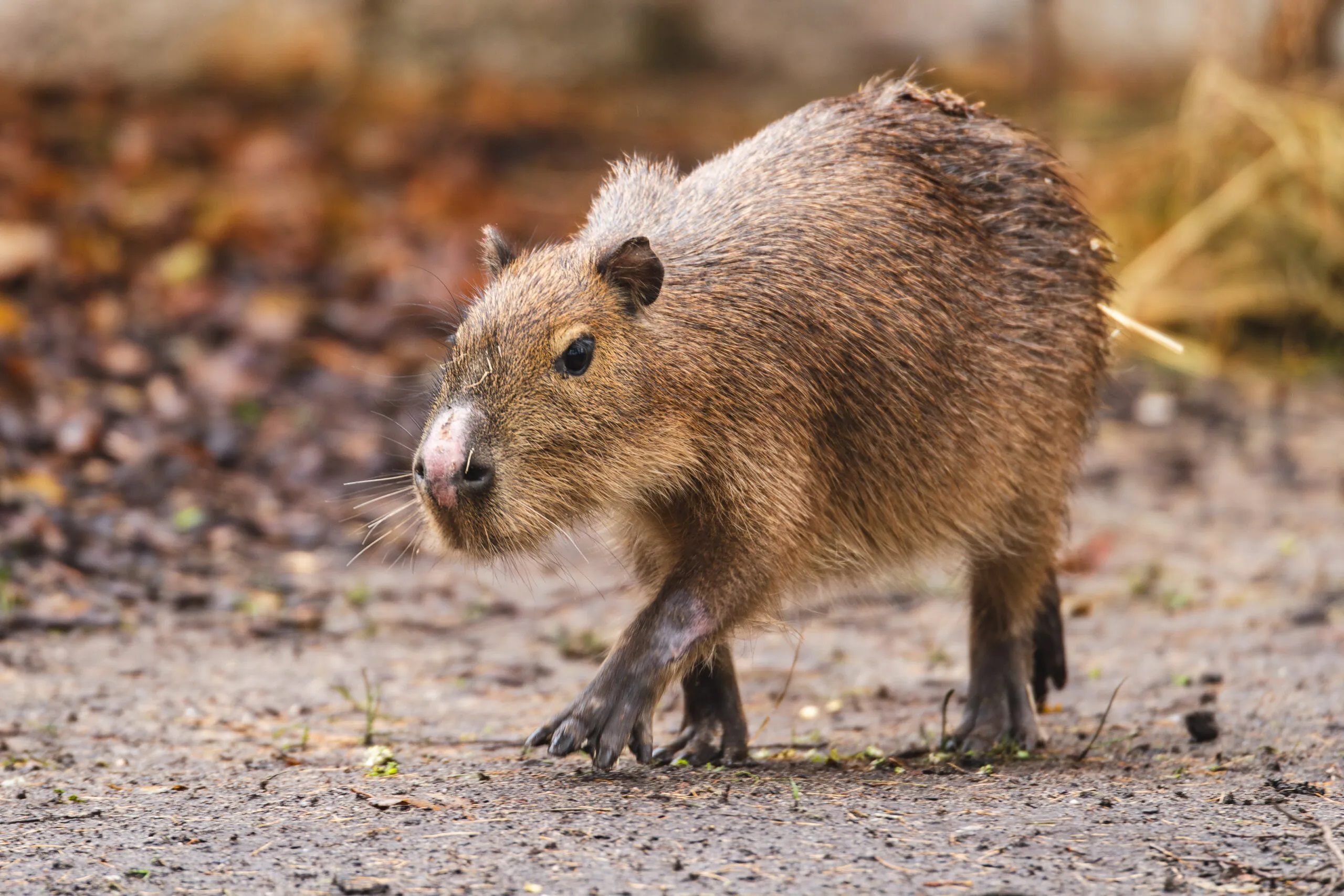 Największe gryzonie i słodziaki. W Zoo Wrocław mamy dwie nowe kapibary ...